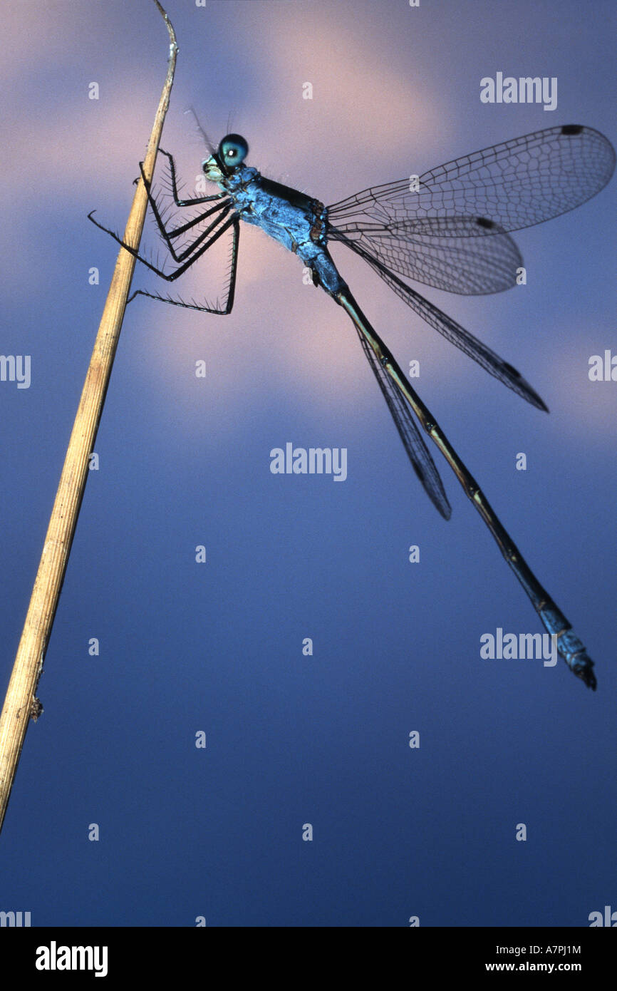 Azure damselfly (Coenagrion puella) on grass stem, Priddy, Somerset, UK ...