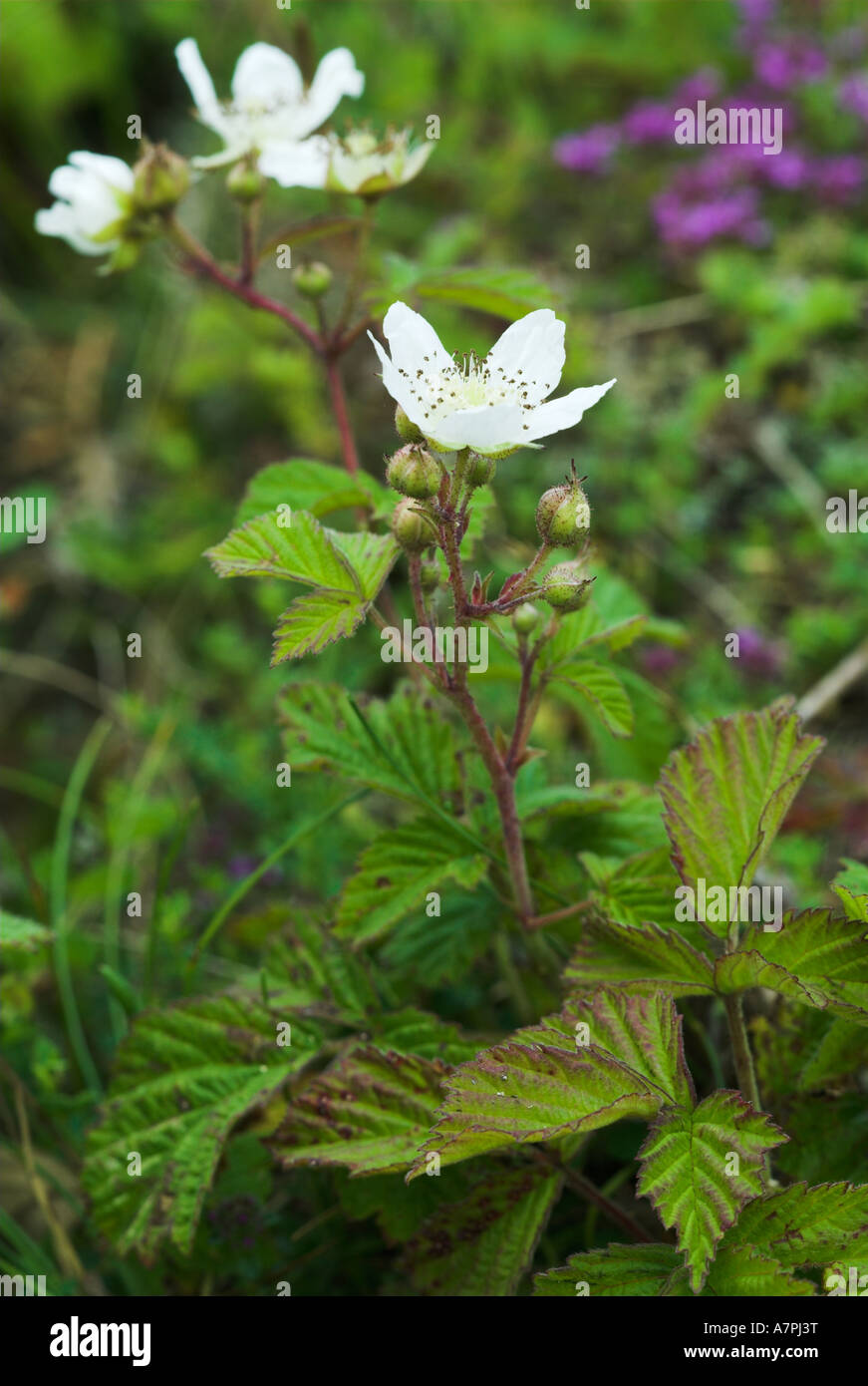 Dewberry Flower in Grassland Stock Photo - Alamy