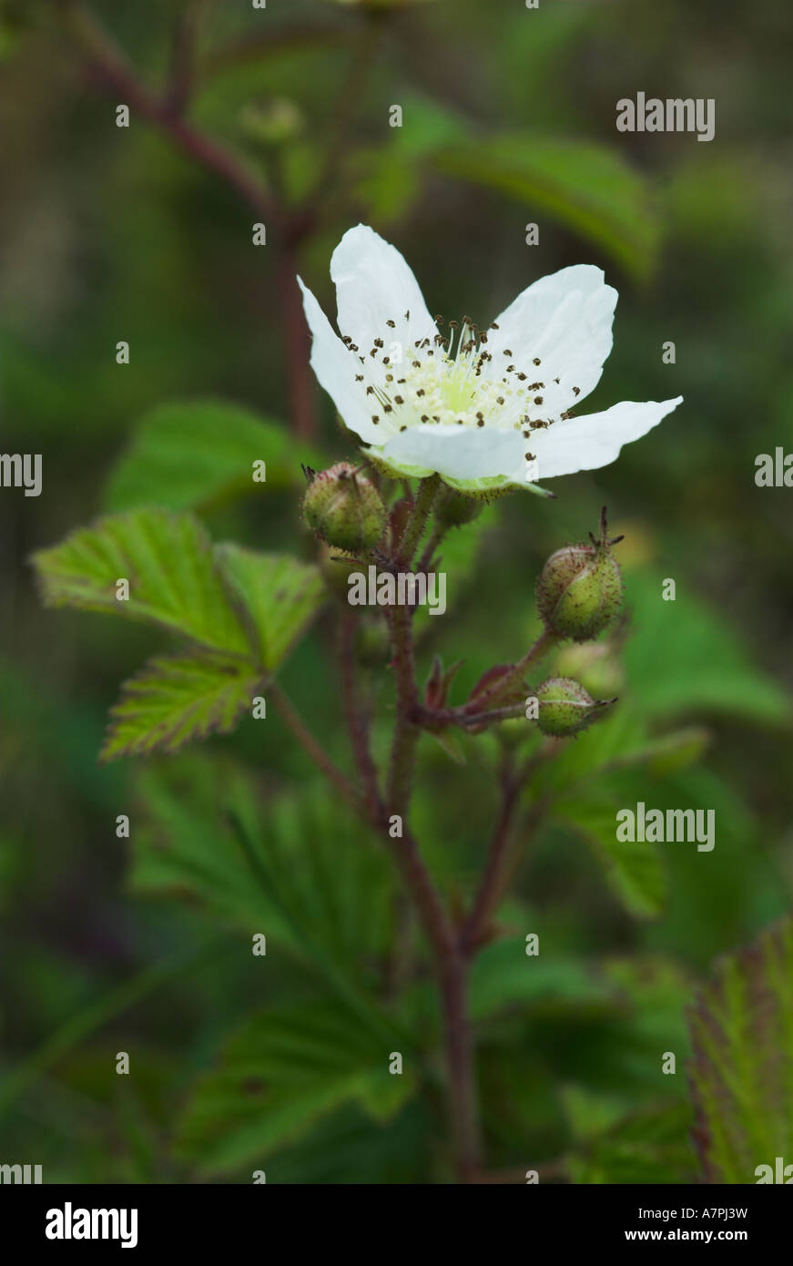 Dewberry Flower in Grassland Stock Photo - Alamy