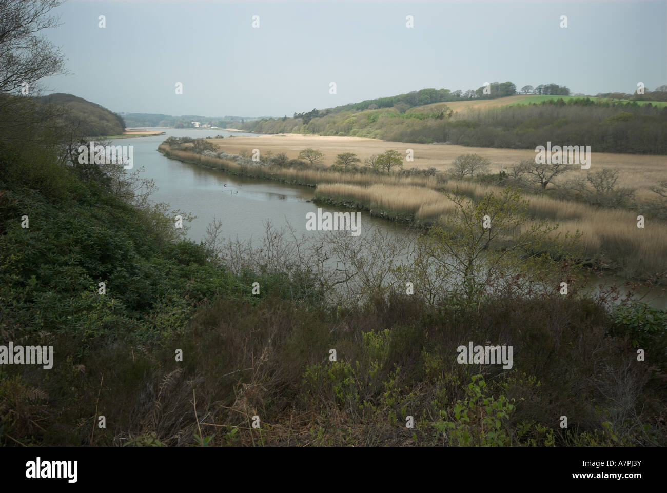 Cleddau estuary winter hi-res stock photography and images - Alamy