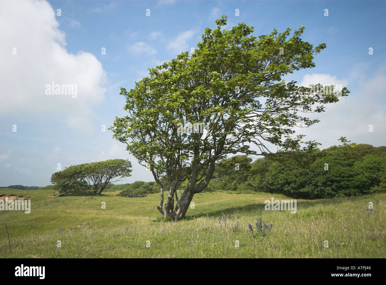 Tree Shaped by Wind Stackpole Warren Stock Photo - Alamy