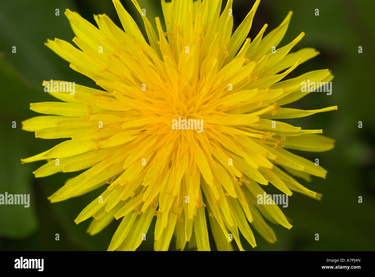 Dandelion Flower Head Stock Photo - Alamy