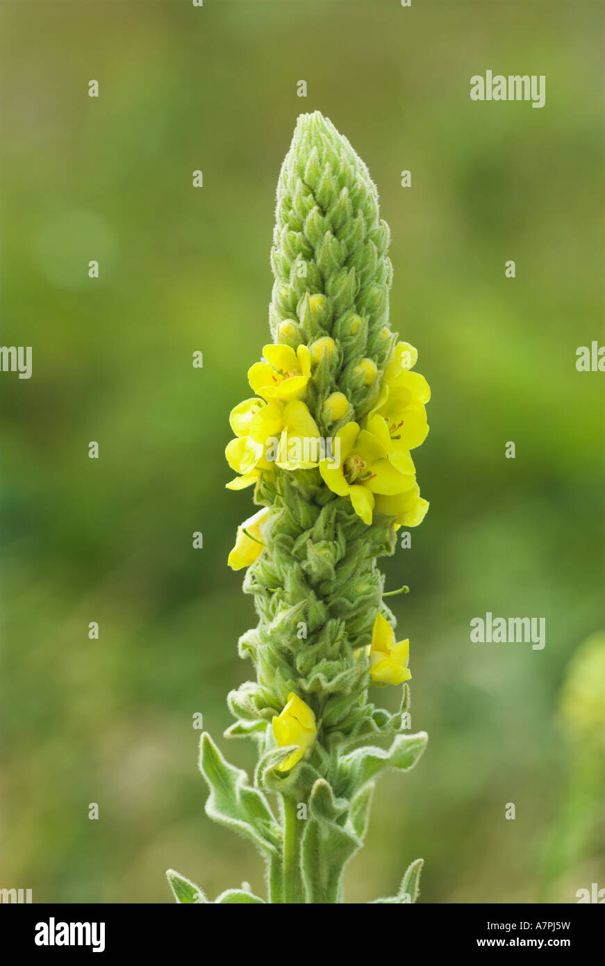 Great Mullein Plant Stock Photo - Alamy