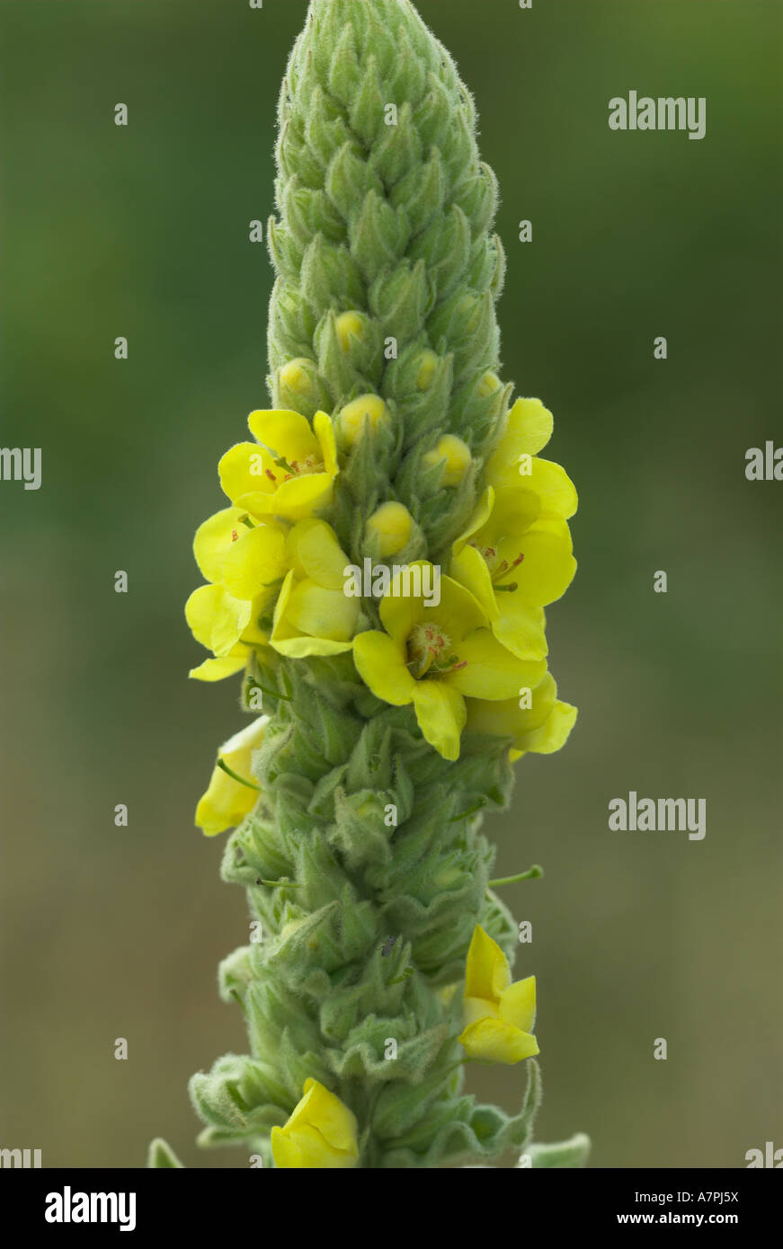 Great Mullein Plant Stock Photo - Alamy