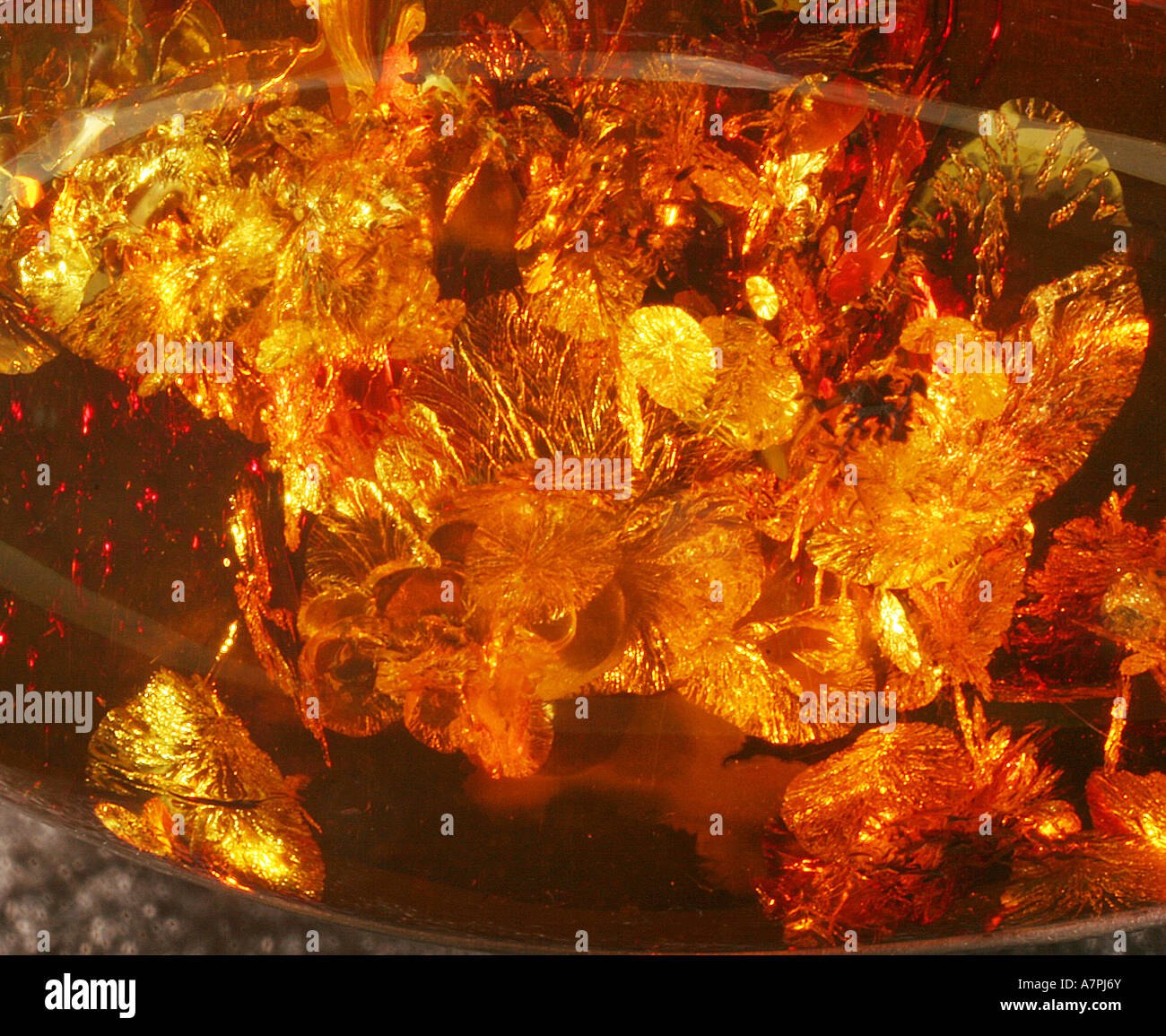 Close up picture of large piece of Baltic Amber set in a silver mount ...