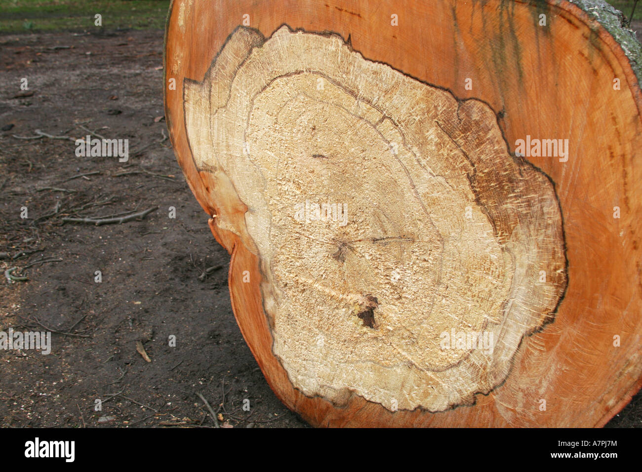 End cut tree tree showing hi-res stock photography and images - Alamy