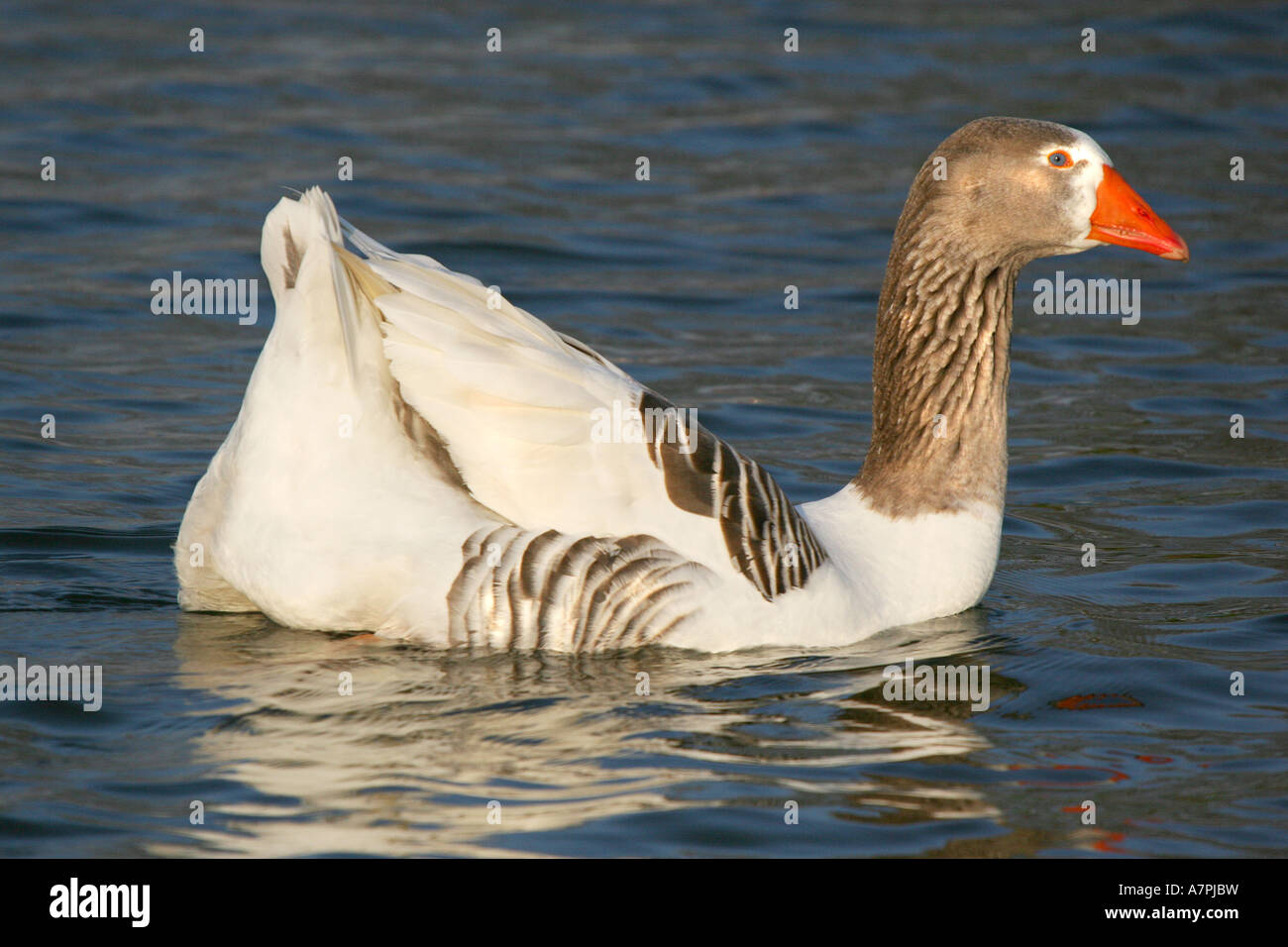 Goose swim hi-res stock photography and images - Alamy