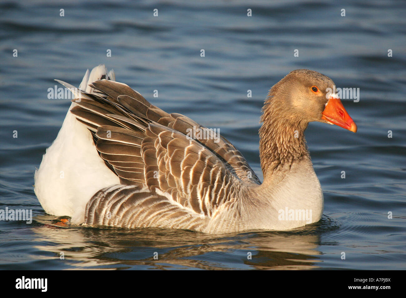 Greylag Goose (Anser anser) swimming Stock Photo - Alamy