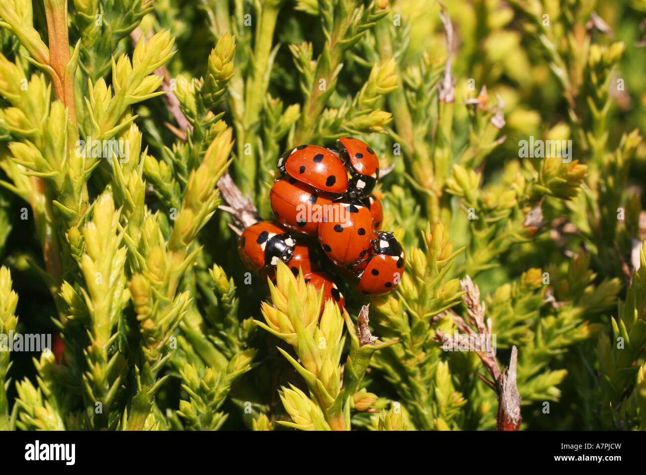 Group of ladybird insects gathered together and mating in early spring ...