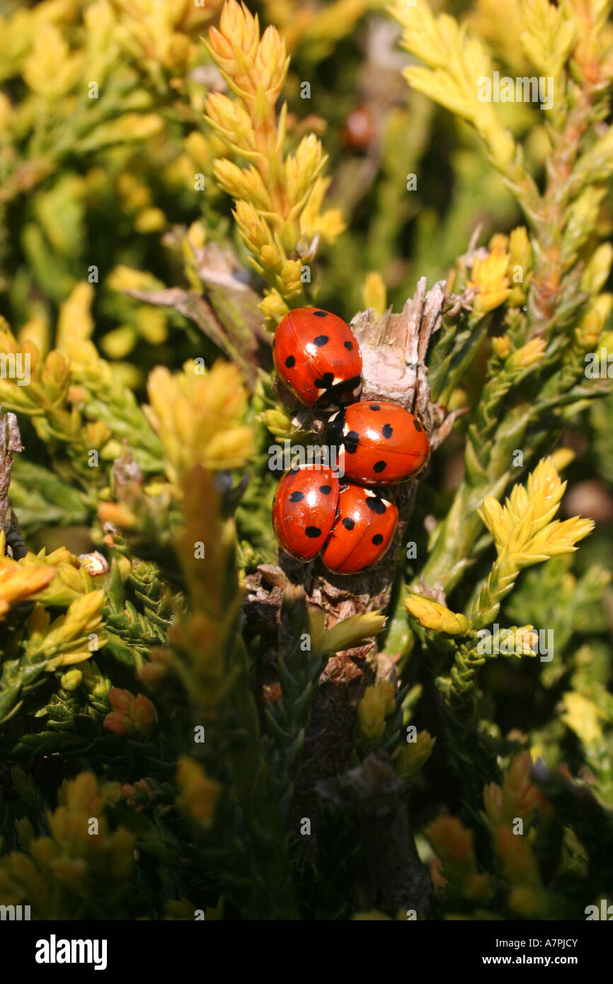 Group of ladybird insects gathered together and mating in early spring ...