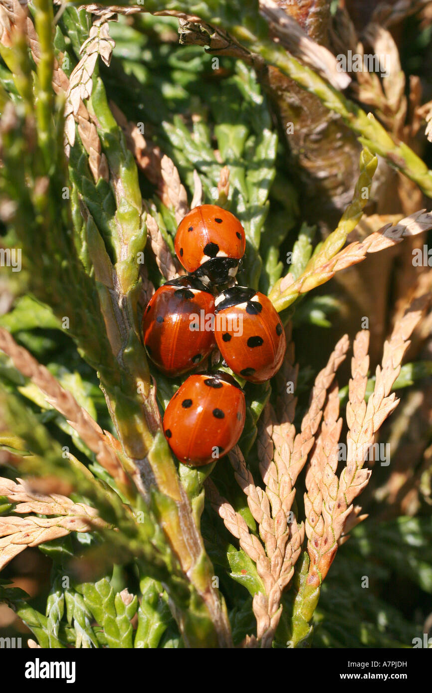 Group of ladybird insects gathered together and mating in early spring ...