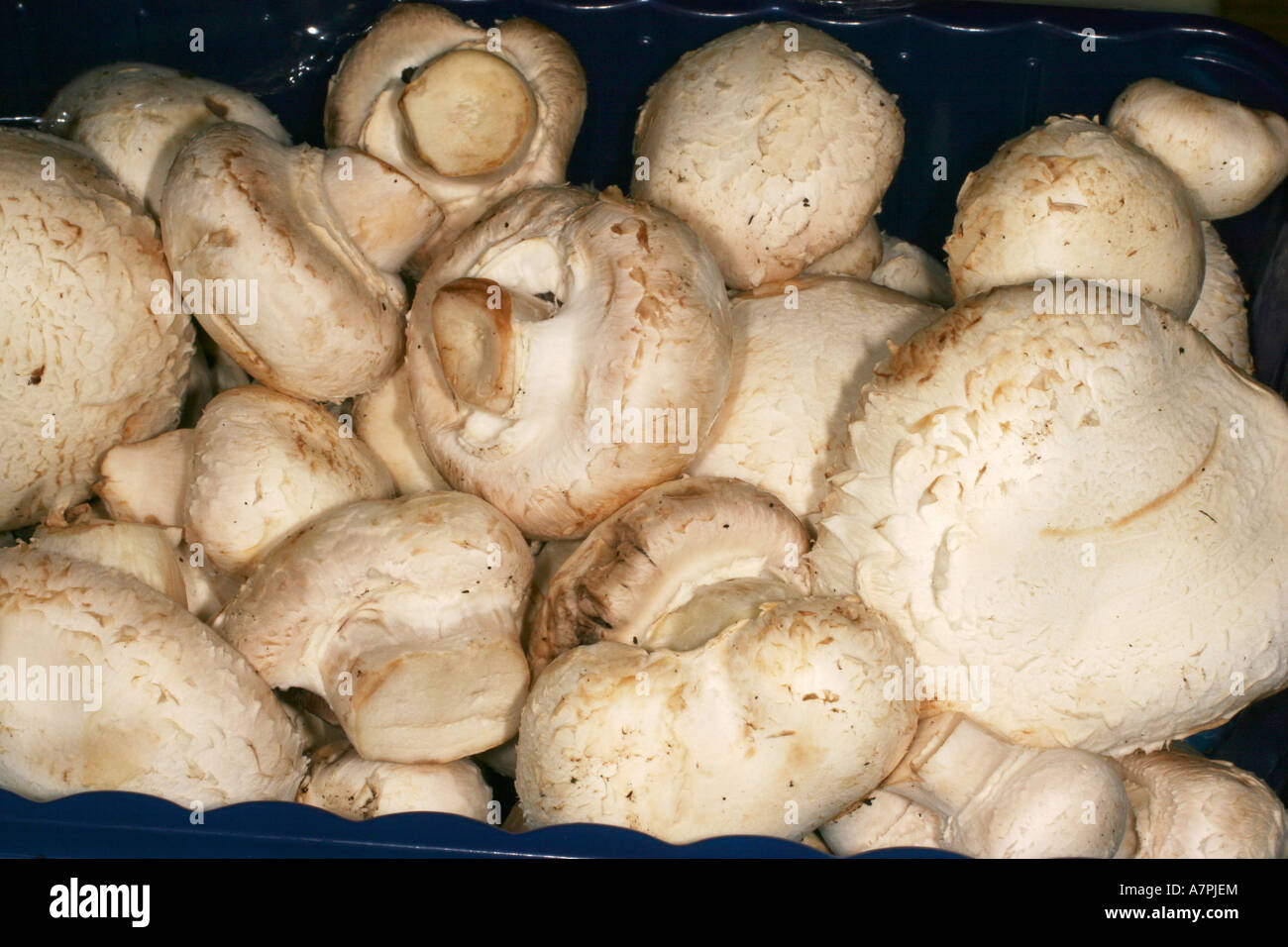 Grow mushrooms container hi-res stock photography and images - Alamy