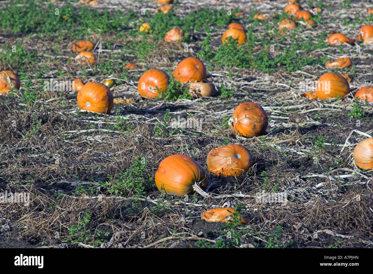 Large number of Pumpkins left to decompose in a field Stock Photo - Alamy