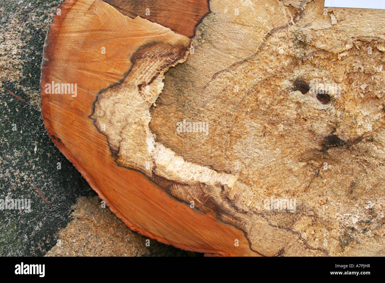 End cut tree tree showing hi-res stock photography and images - Alamy
