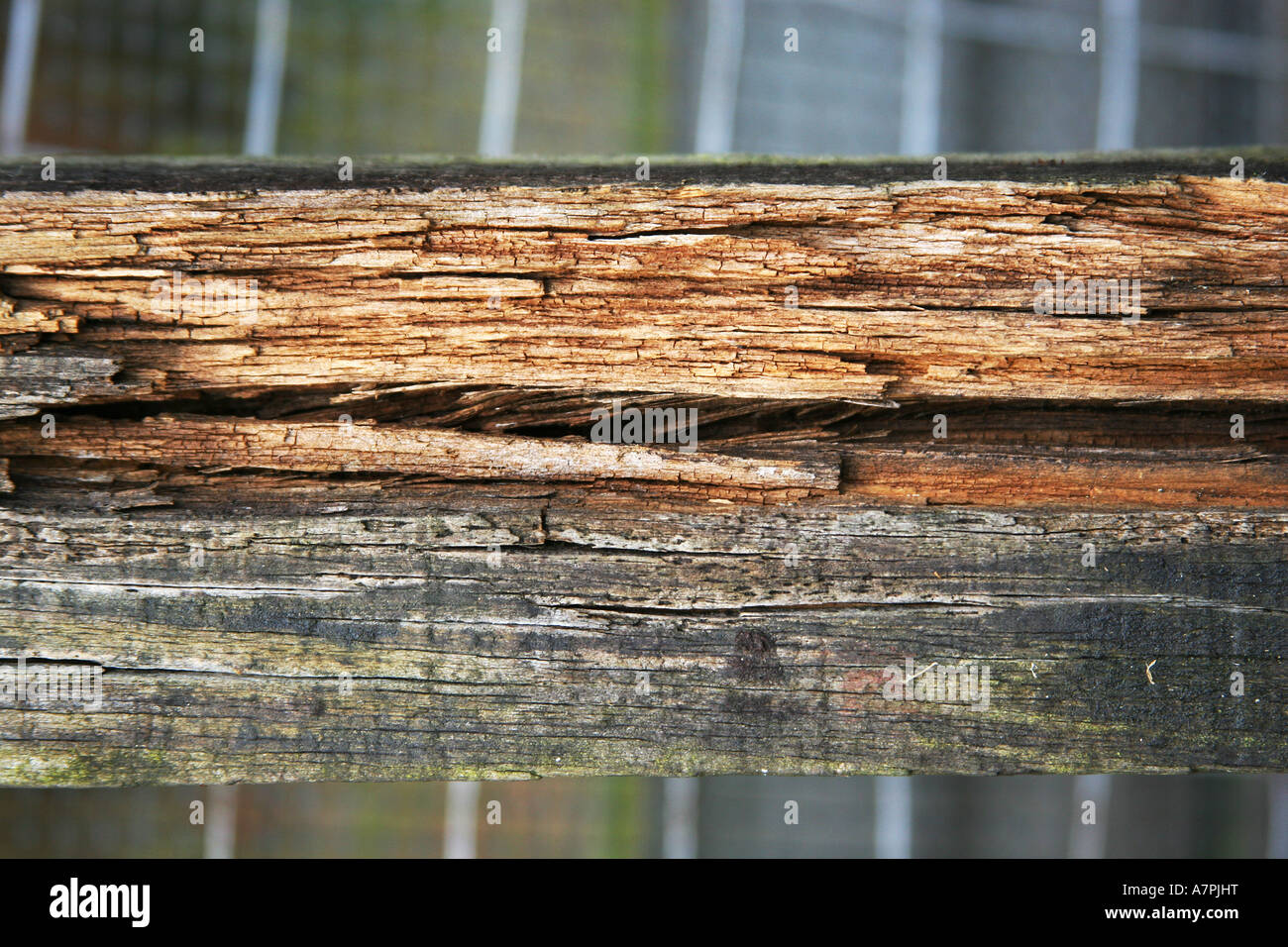 Length of rotten decomposing wood in situ Stock Photo - Alamy