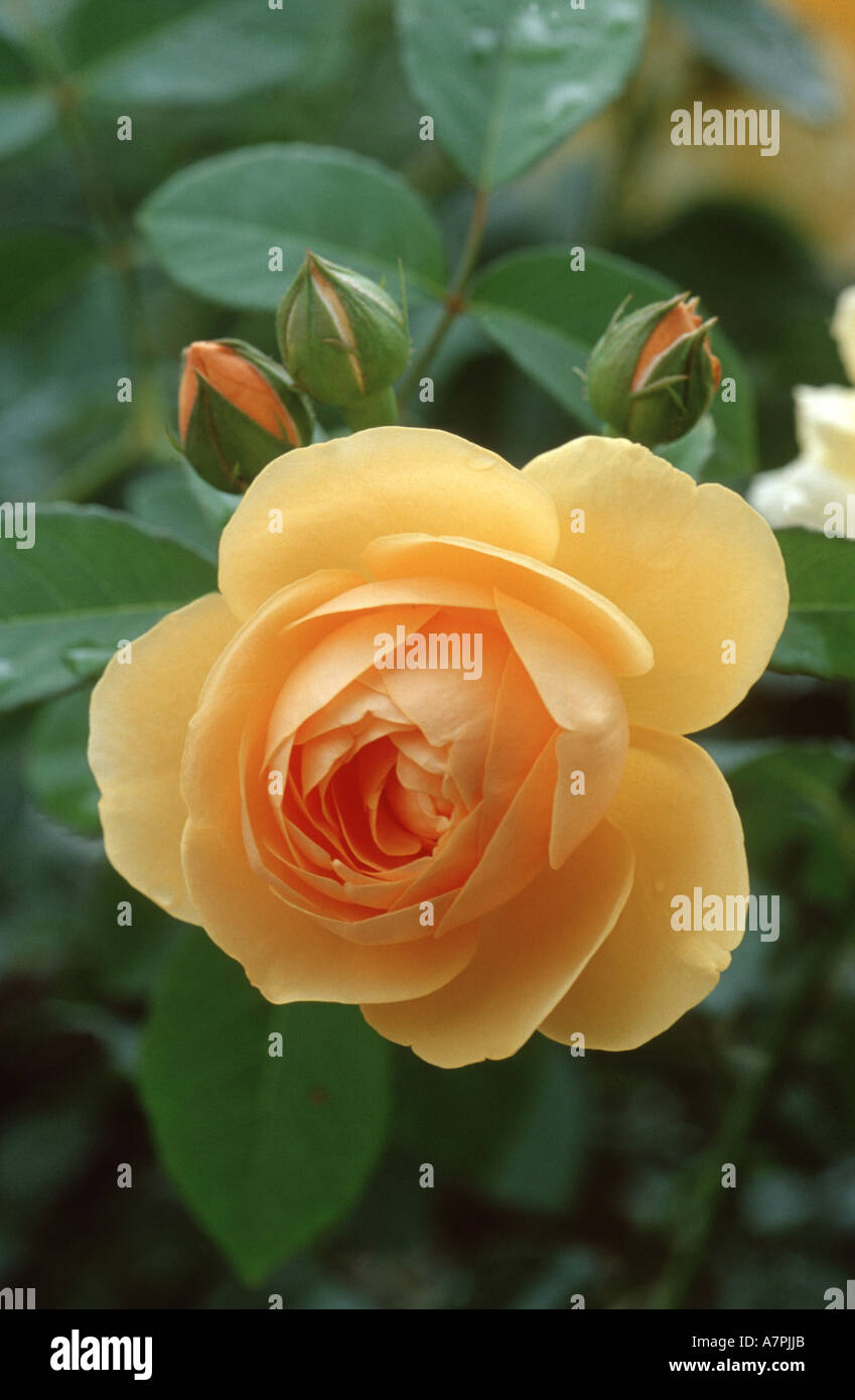 Garden rose rosa spec plant hi-res stock photography and images - Alamy