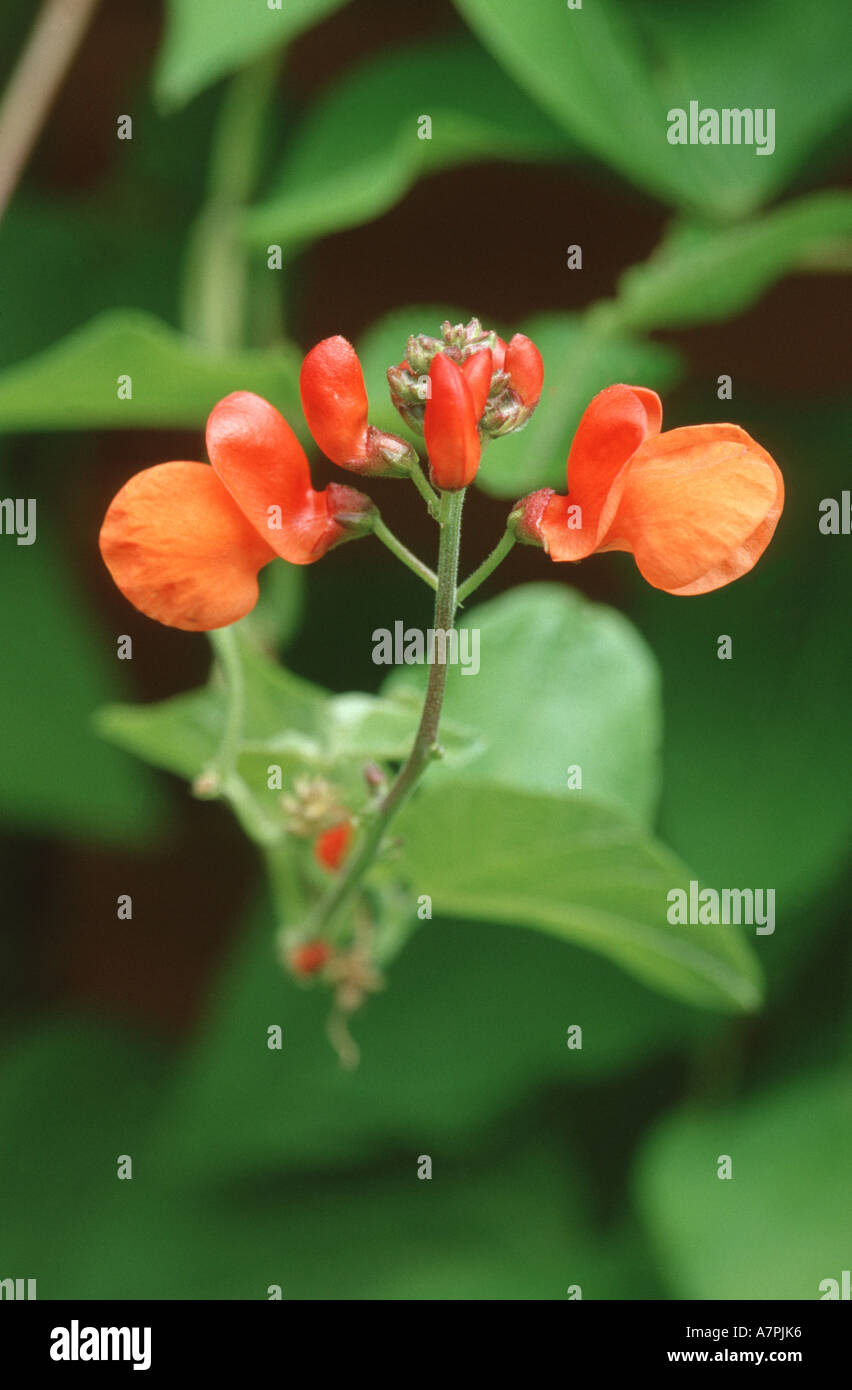 Close up red runner beans hi-res stock photography and images - Alamy