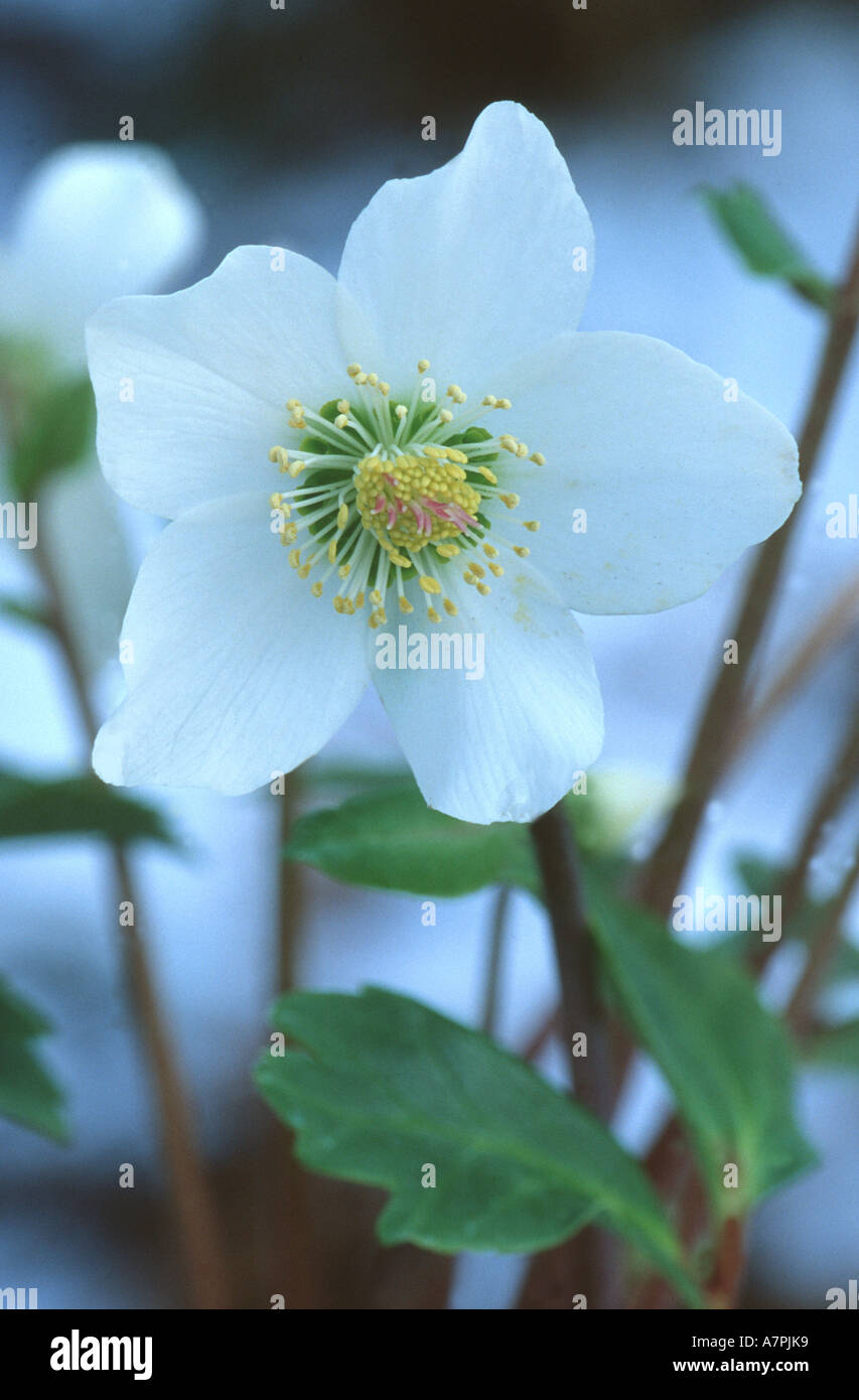 Black hellebore helleborus niger hi-res stock photography and images ...