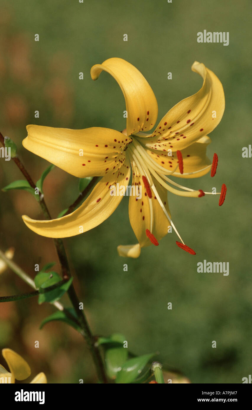 lily (Lilium 'Destiny', Lilium Destiny), flower Stock Photo - Alamy