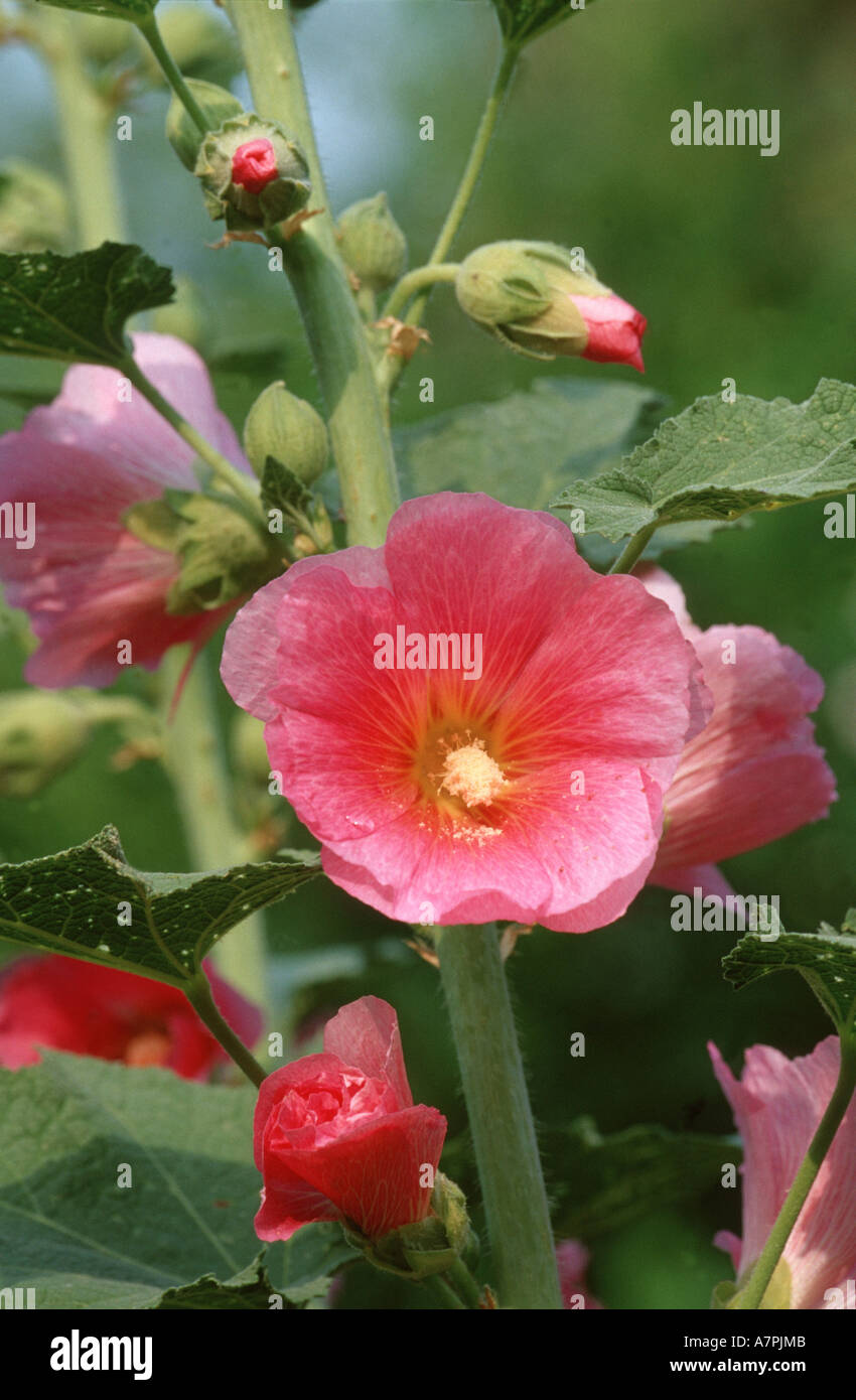 holly hock, hollyhock (Alcea rosea, Althaea rosea), detail of a blossom Stock Photo - Alamy