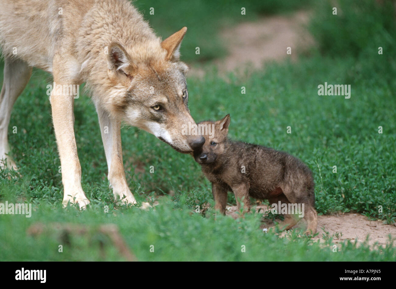 European gray wolf (Canis lupus lupus), mother sniffing on puppy Stock ...