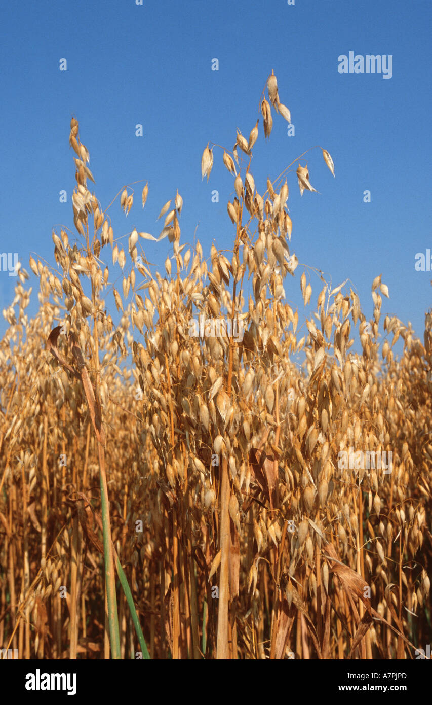 Avena comestible hi-res stock photography and images - Alamy