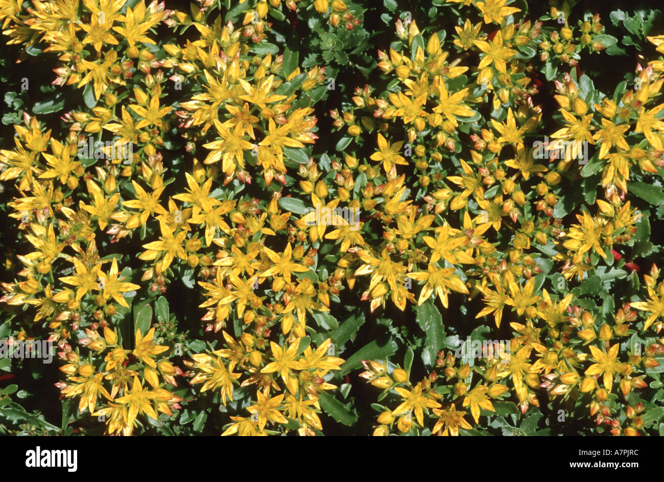 reflexed stonecrop, stone orpine (Sedum rupestre), top view, Germany ...