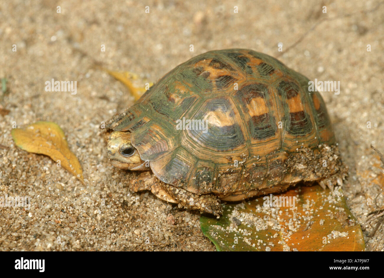 spider tortoise, Madagascan spider tortoise (Pyxis arachnoides ...