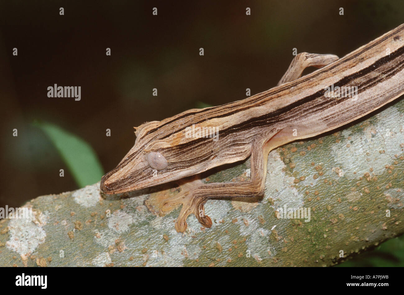Lined Leaf-tail Geckos (Uroplatus lineatus), on branch, Madagascar Stock Photo - Alamy