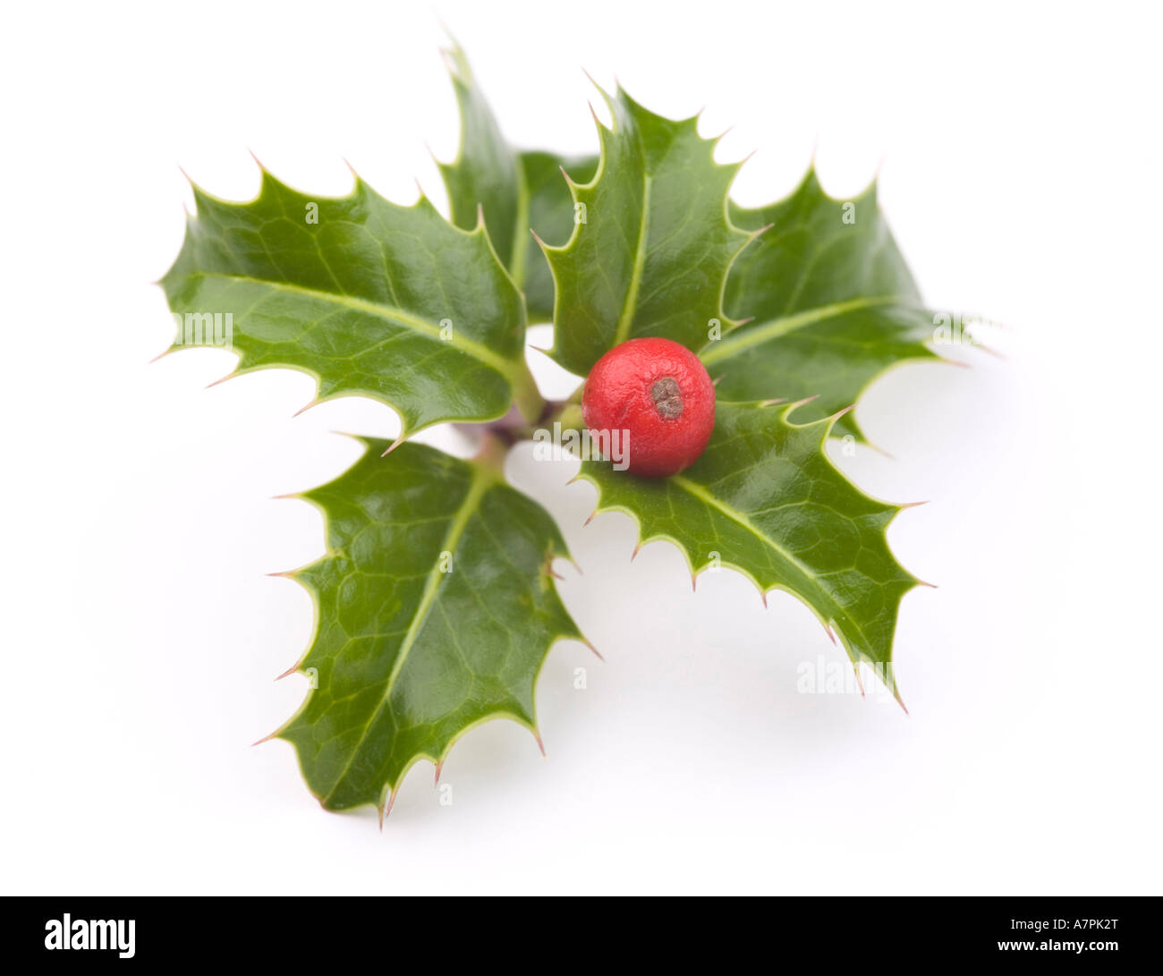 sprig of holly Stock Photo - Alamy
