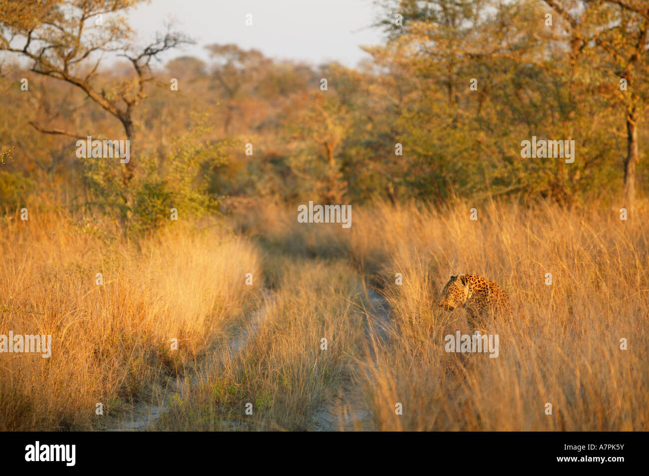 A Scenic View Of Bushveld With A Road And A Leopard In The Long Grass a-scenic-view-of-bushveld-with-a-road-and-a-leopard-in-the-long-grass