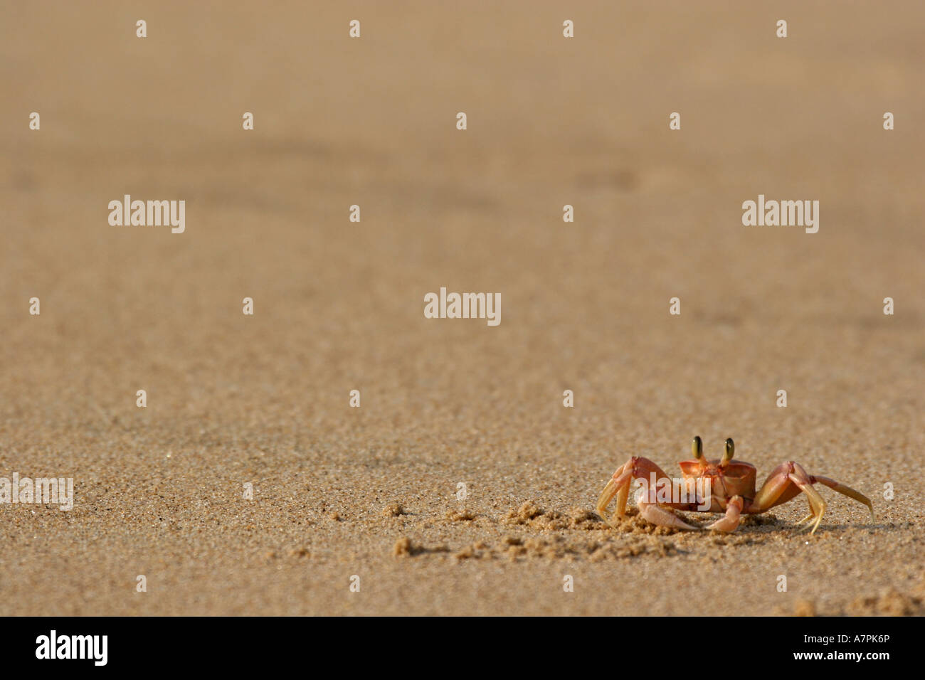 Rocktail beach hi-res stock photography and images - Alamy