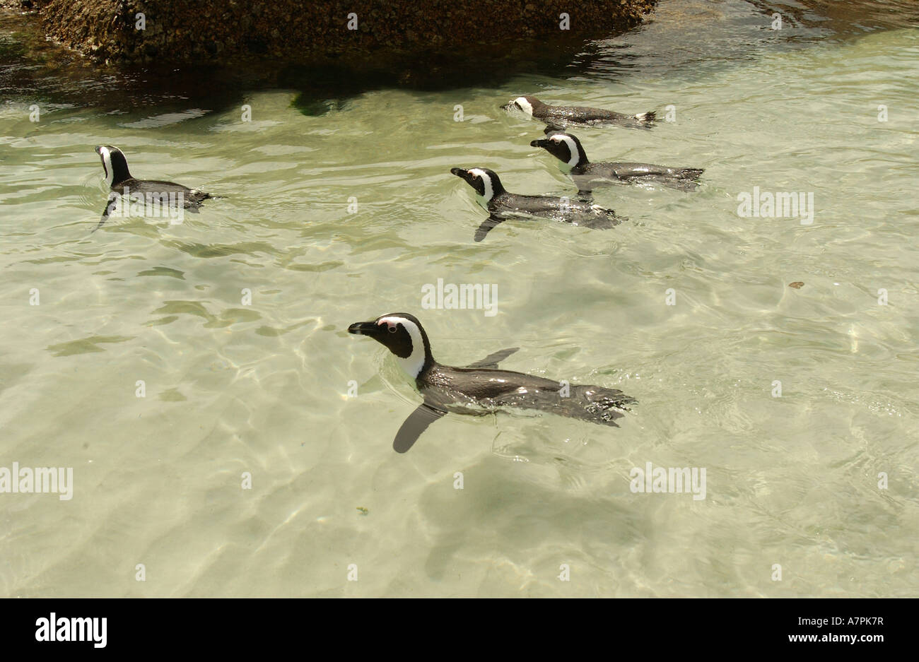 African Penguins swimming in shallow water Boulder Beach Western Cape ...