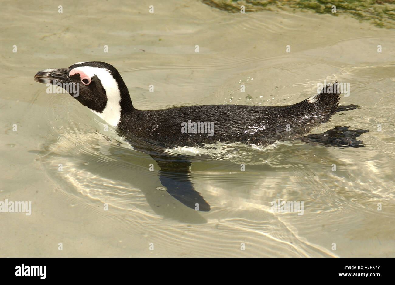 African Penguin swimming in a shallow coastal pool Boulder Beach ...