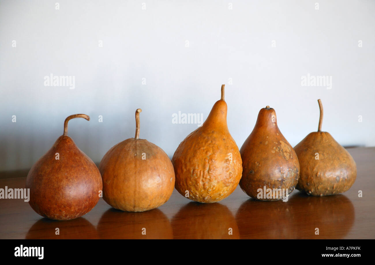 A row of variously shaped calabashes on a tabletop display Namibrand ...