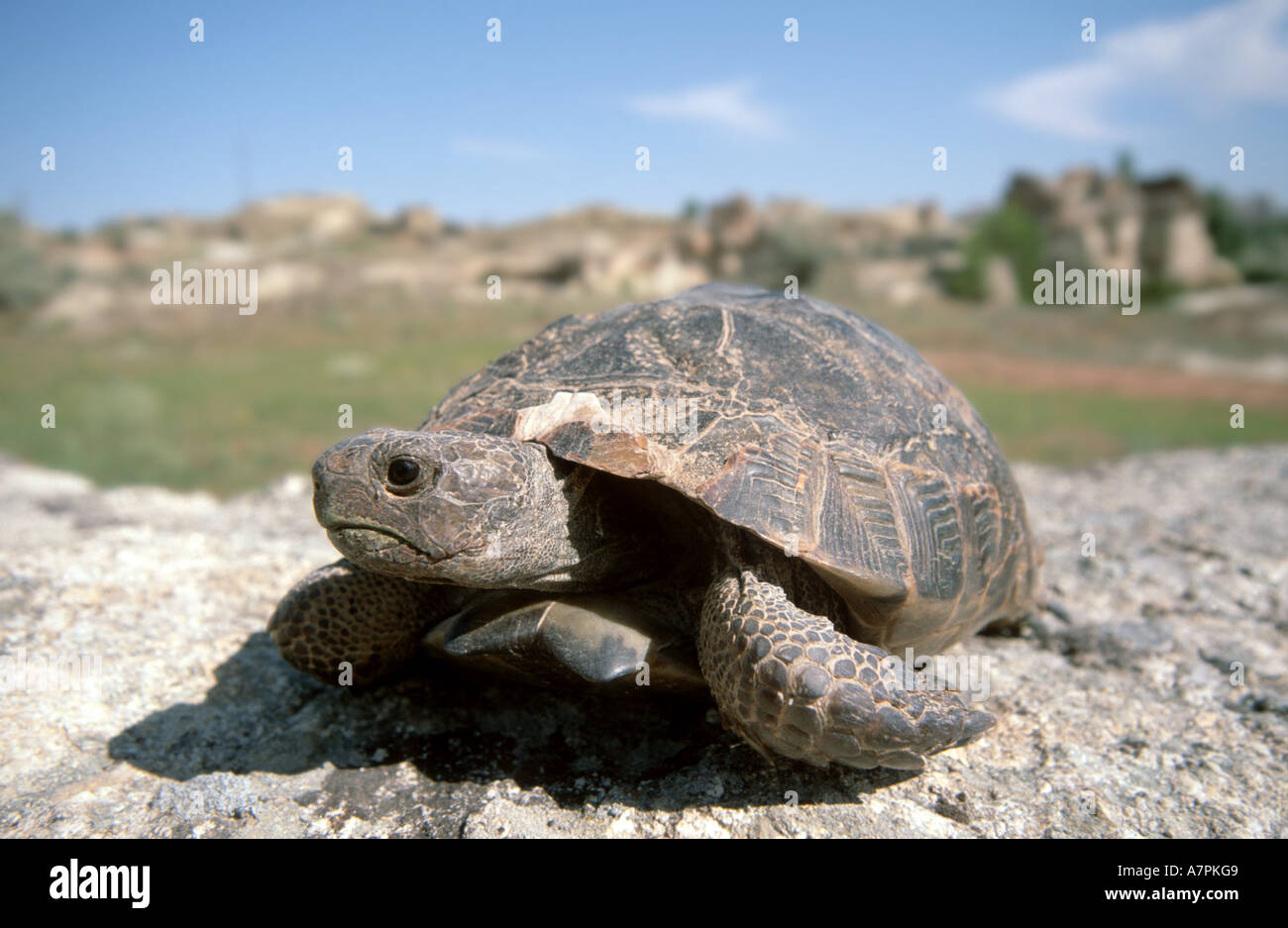 Hermann's tortoise, Greek tortoise (Testudo hermanni), Greek turtle on ...