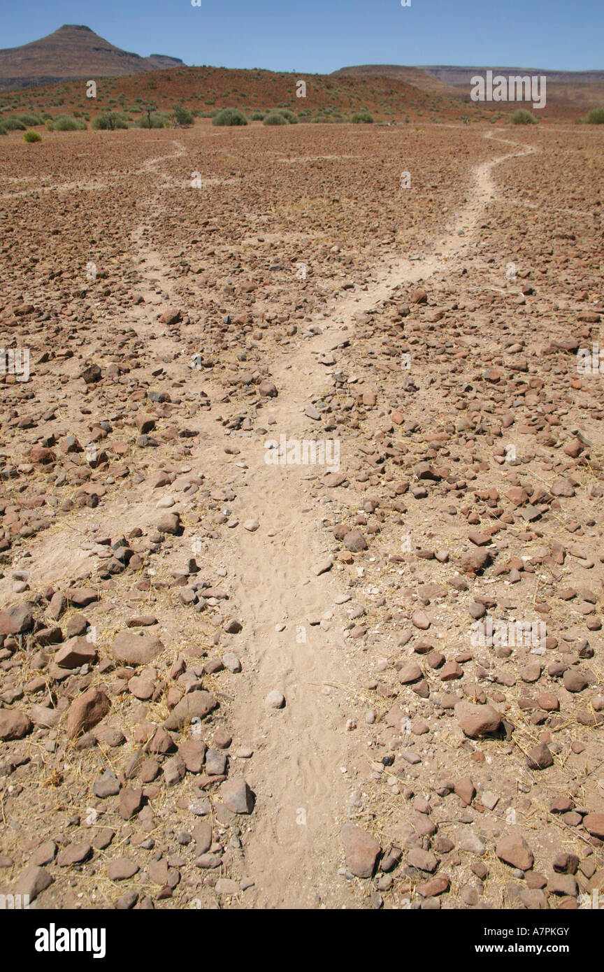 Springbok tracks hi-res stock photography and images - Alamy