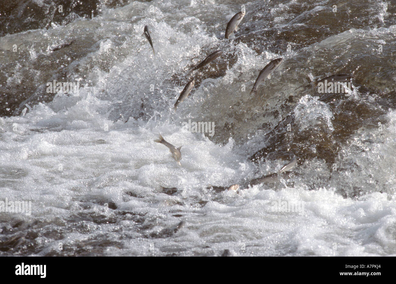 DaNubian bleak, Danube bleak, shemaya (Chalcalburnus chalcoides), Spawn ...