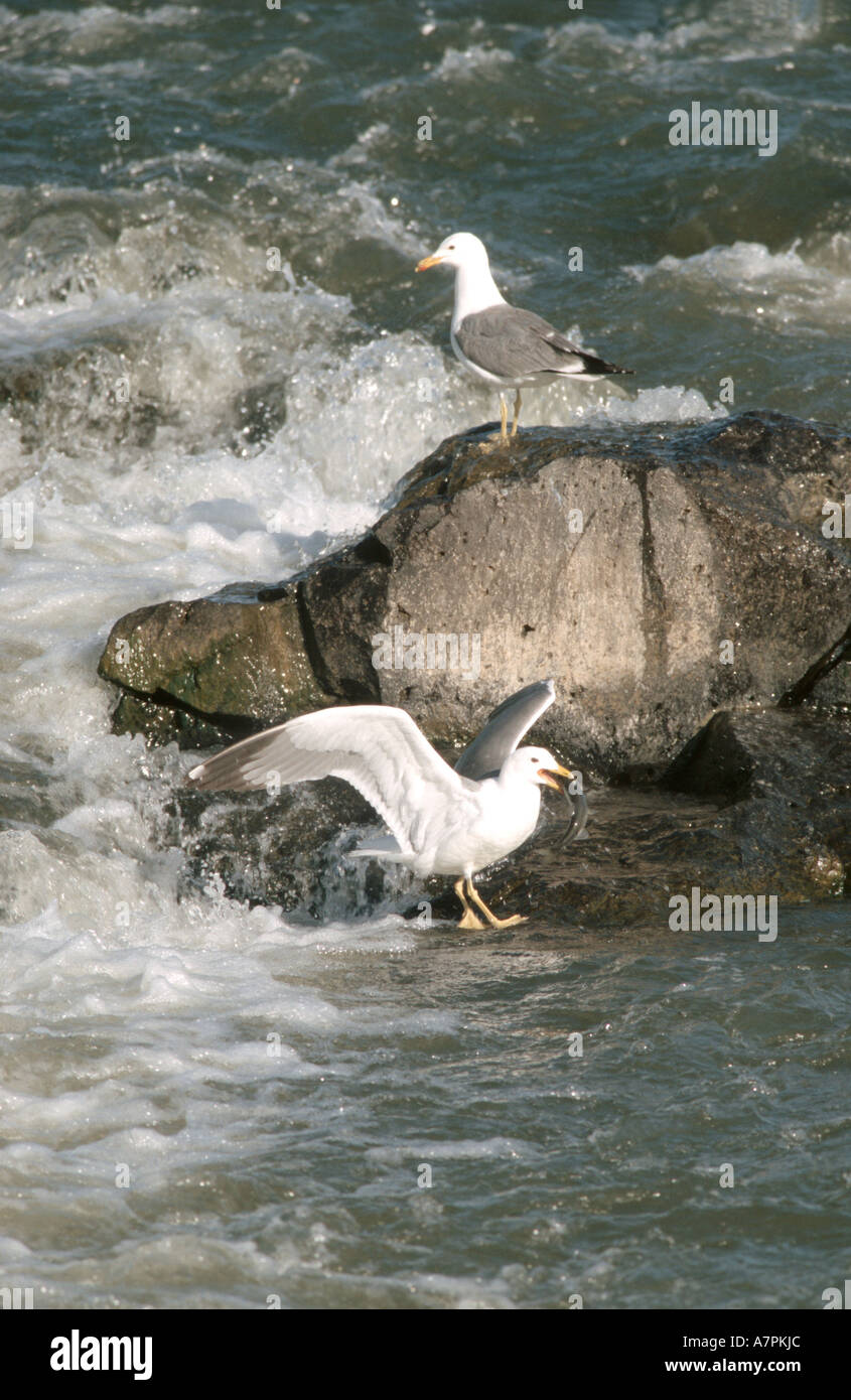 Flying yellow legged gull hi-res stock photography and images - Alamy