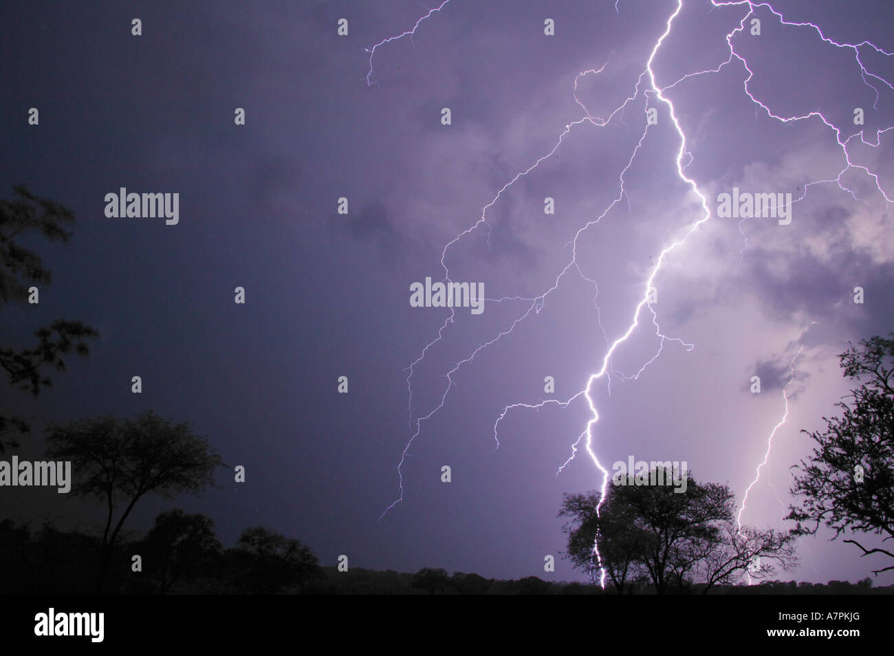 Bushveld lightning strike Sabi Sand Game Reserve Mpumalanga South ...