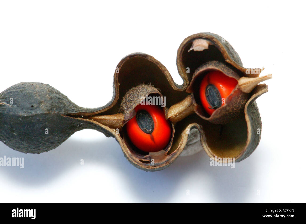 Two lucky bean Erythryna sp seeds visible in a partially split seed pod ...