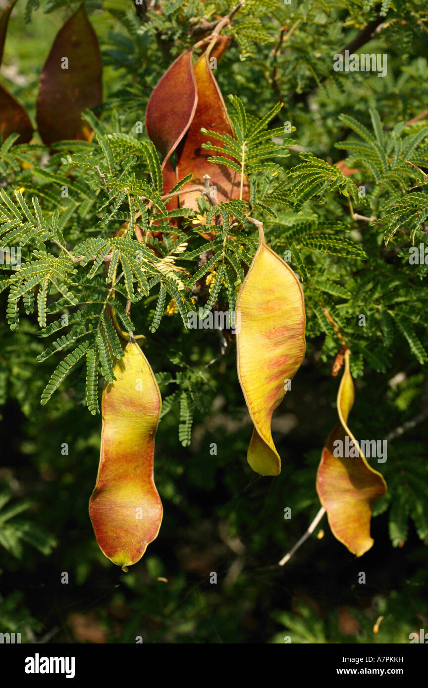 The twisted flat seedpods of a broad pod false thorn Albizia forbesii ...