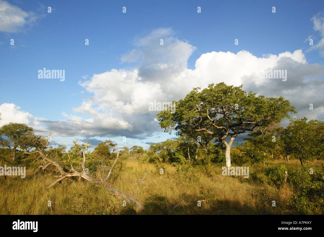 Bushveld scenery with tall grass and marula trees Sabie Sands Game ...