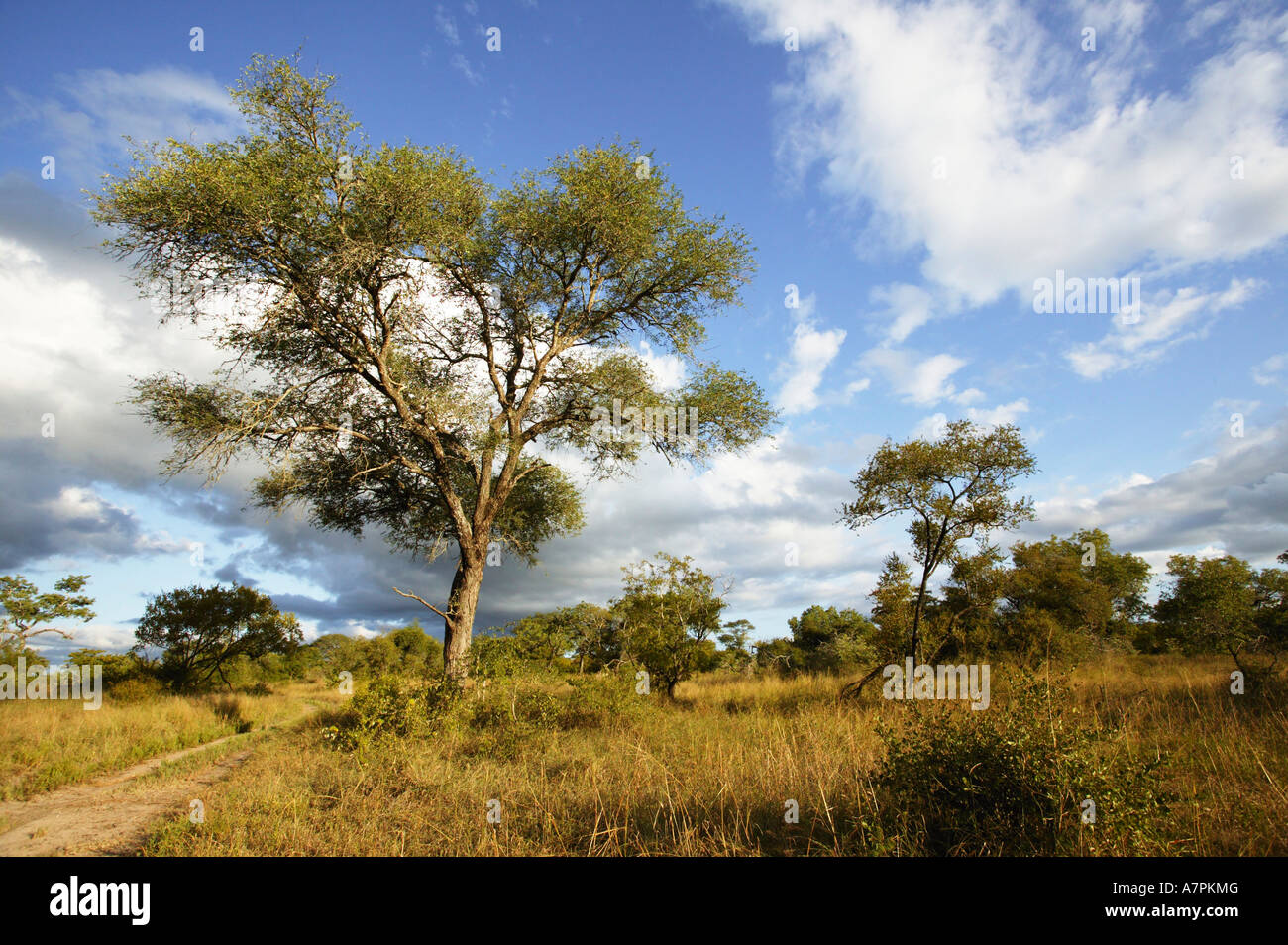 Sabie sands hi-res stock photography and images - Alamy