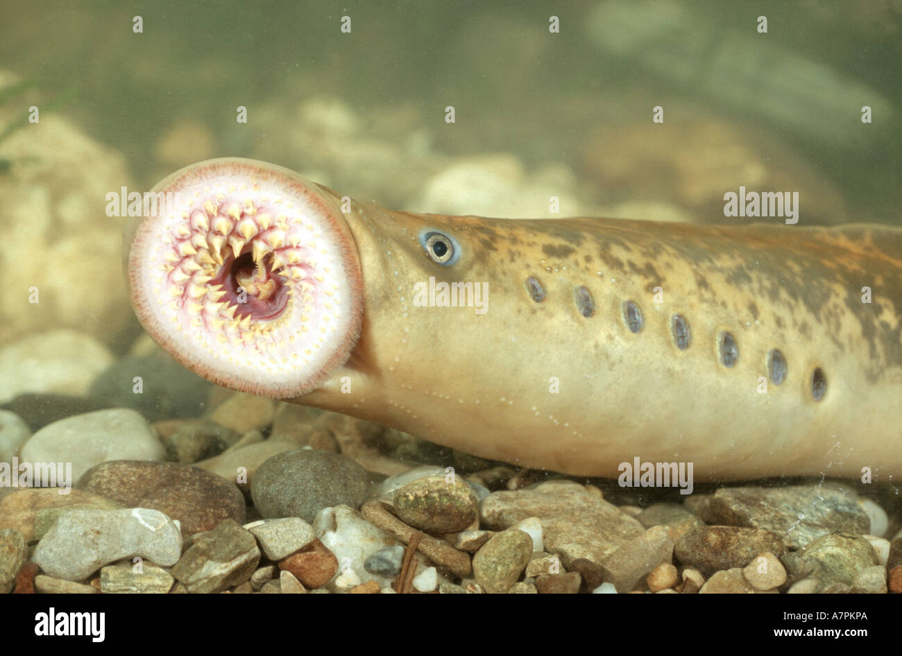 Petromyzon Lamprey