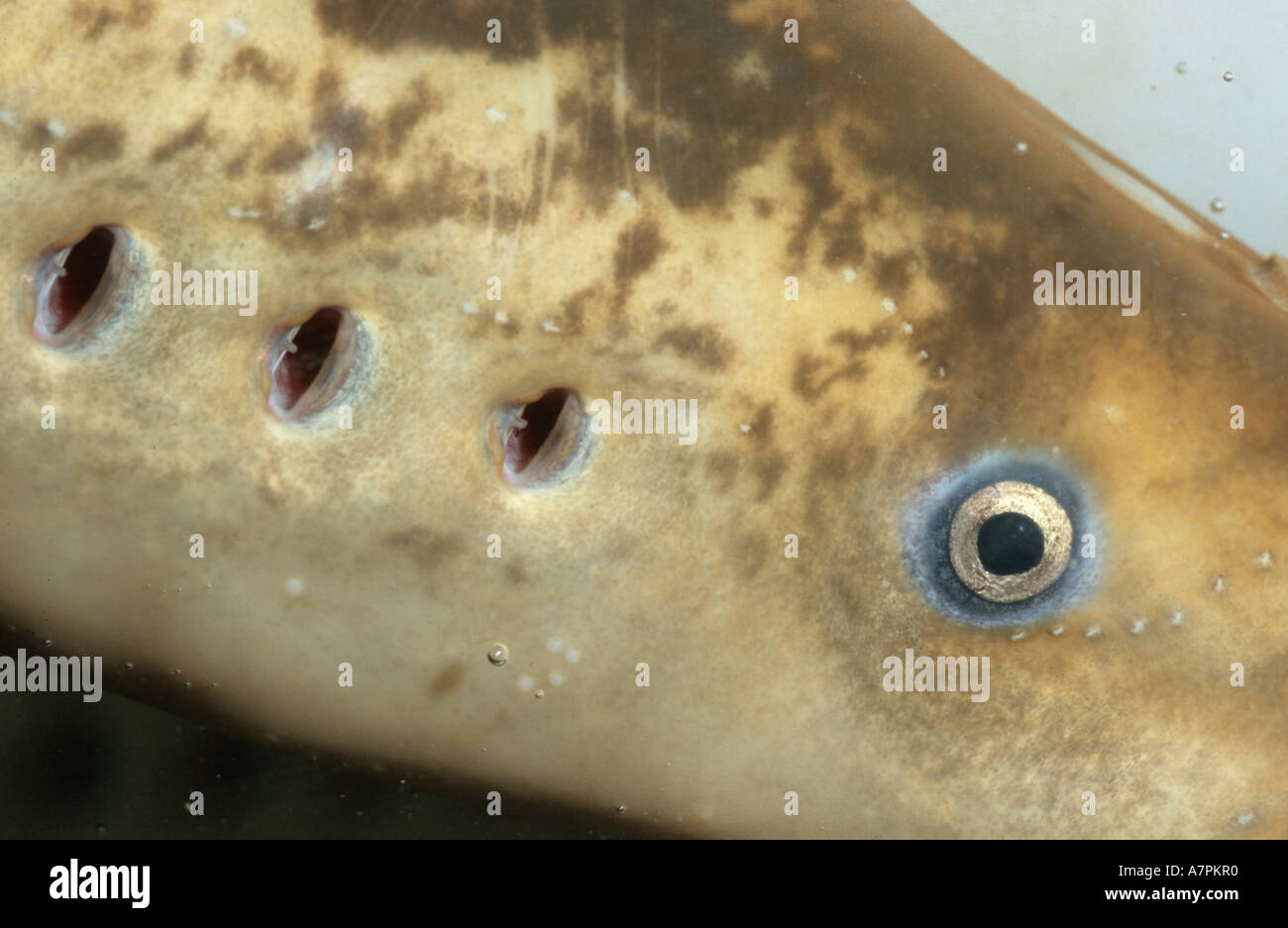 Sea lamprey petromyzon marinus hi-res stock photography and images - Alamy