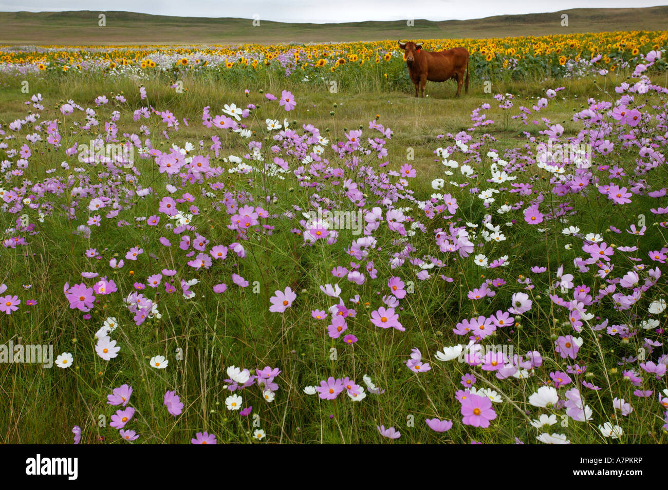 Cosmos flowers growing in a field in the Eastern Free State with a lone ...