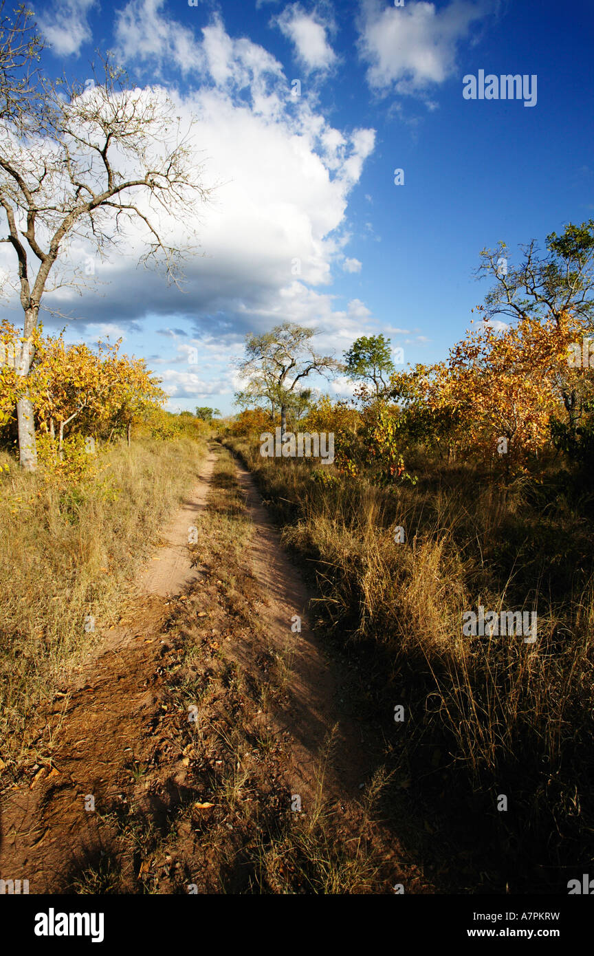 A track through a bushveld scene with trees and grasses in autumn ...