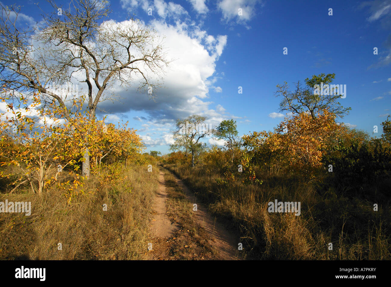 A track through a bushveld scene with trees and grasses in autumn ...