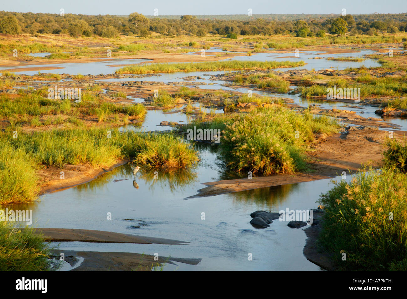 A scenic view of the multiple channels in the Olifants River in warm ...